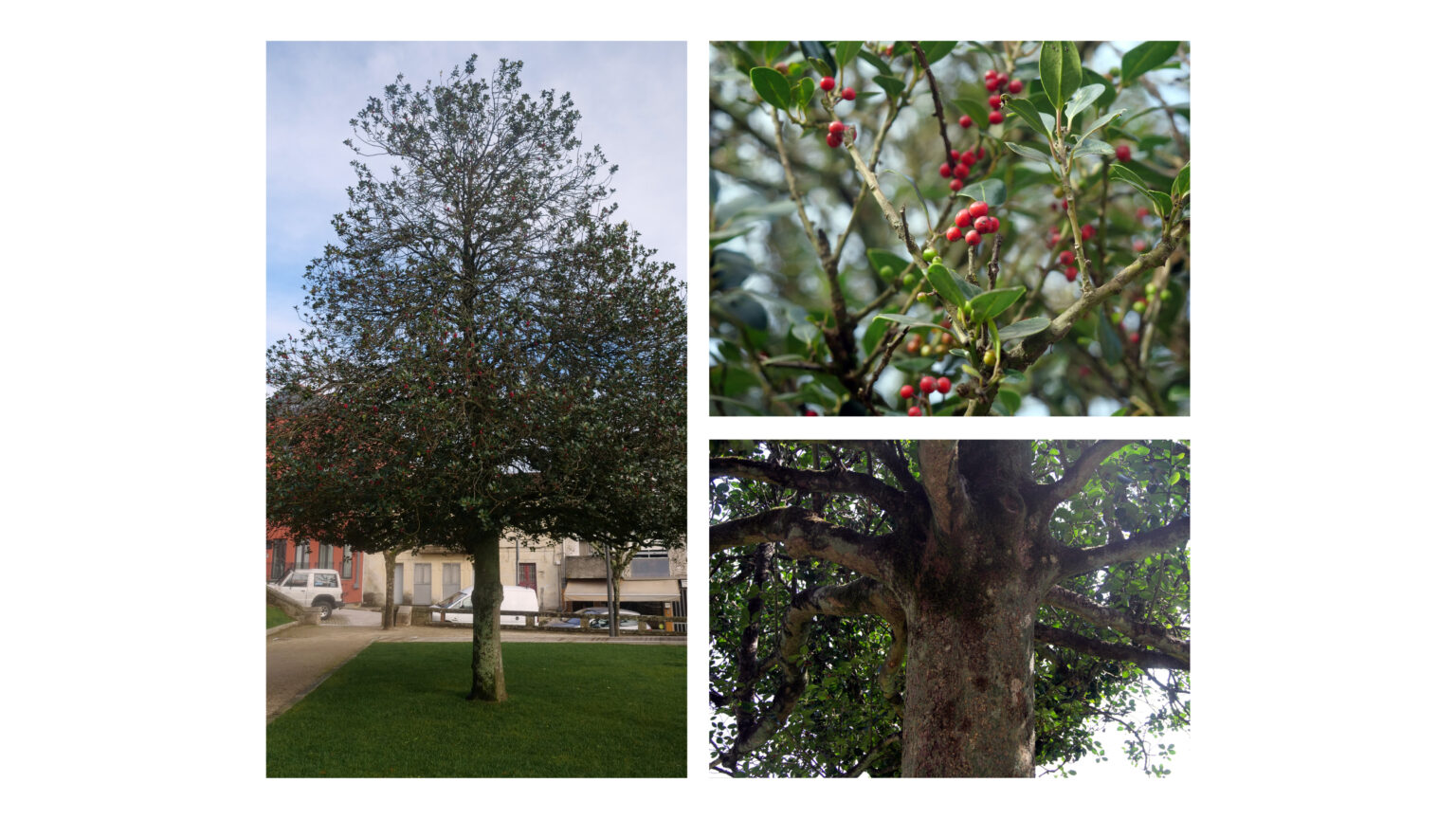 ILEX AQUIFOLIUM – Município do Marco de Canaveses